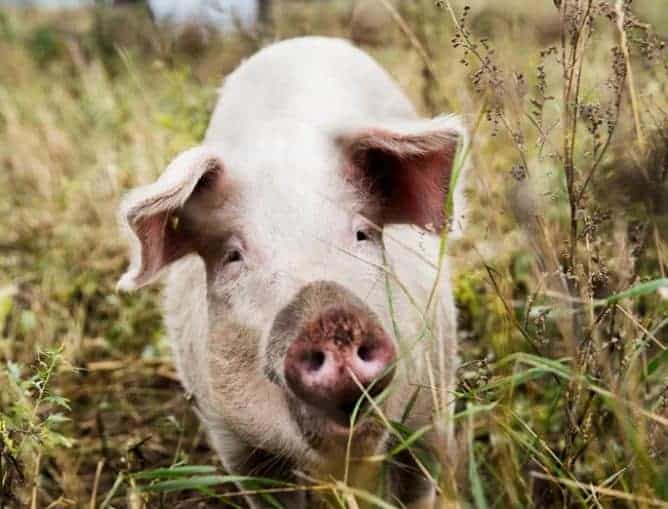 Den levende kulturav: Svin | Det Grønne Museum